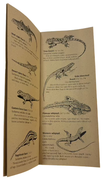 Reptiles & Amphibians Checklist Pamphlet – Canyonlands Natural History ...