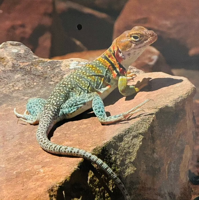 Collared Lizard Puzzle – Canyonlands Natural History Association
